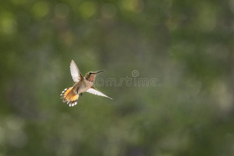 Tiny Hummingbird Hovering in the Sky Stock Image - Image of hummingbird ...