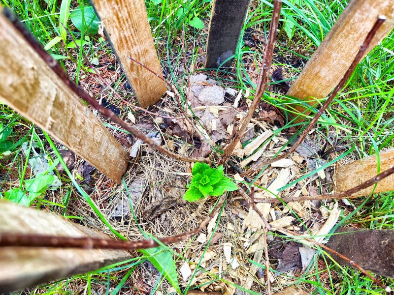 A Tiny Hydrangea Sprout Grows in the Garden, Surrounded by Wood Stakes ...