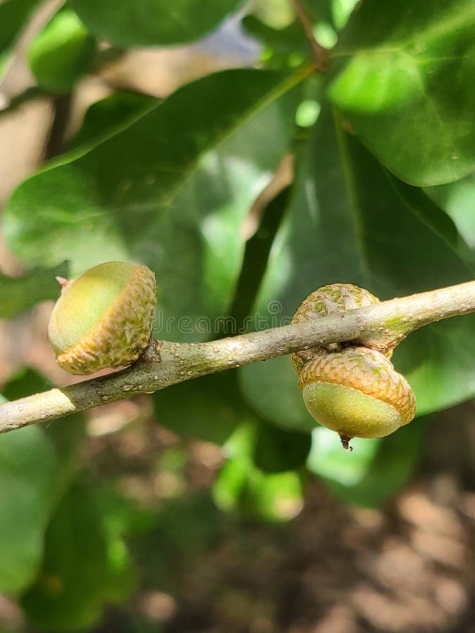 Tiny Immature Acorns on the Limb Stock Image - Image of animal, leaf ...