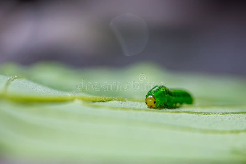 Tiny Inchworm on Green Leaf Stock Image - Image of geometric, larvae ...
