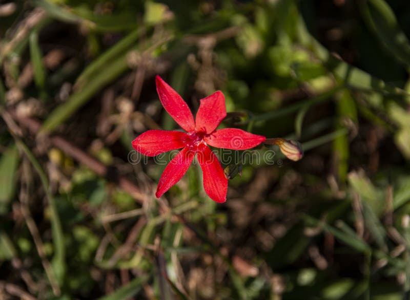 Tiny Indigenous Red Flower in Green Grassland Stock Photo - Image of ...