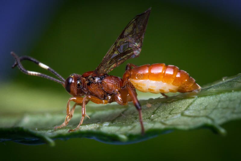 Tiny Infant Ichneumon Wasp stock image. Image of killer - 76515099