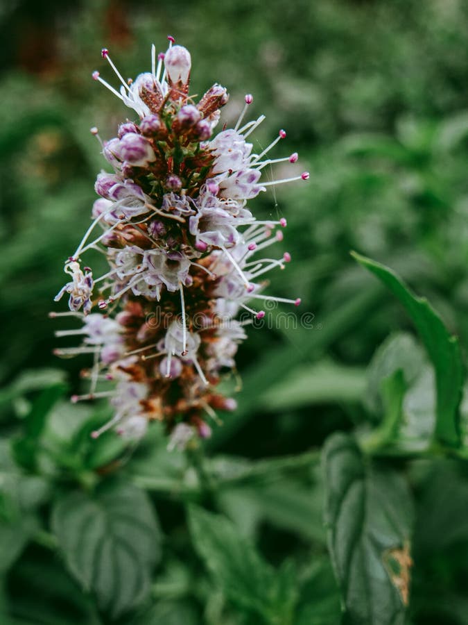 Tiny Inflorescence on a Mint Stalk Stock Image - Image of herb, summer ...