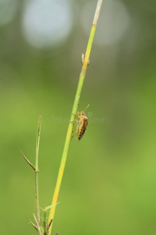 Tiny insect stock image. Image of close, macro, nature - 25946511