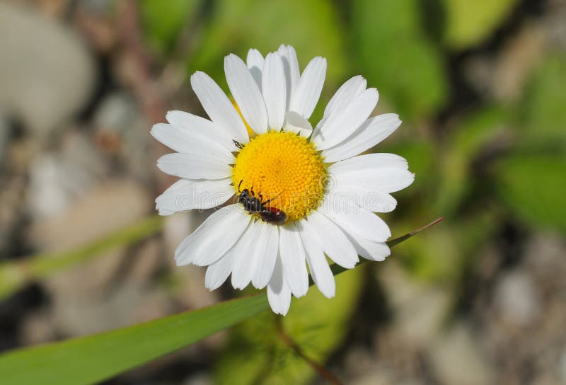 Tiny insect on daisy wheel stock photo. Image of feeding - 120822178