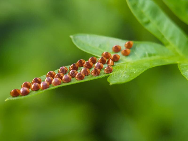 Tiny Insect Eggs on a Green Leaf Stock Image - Image of flower ...
