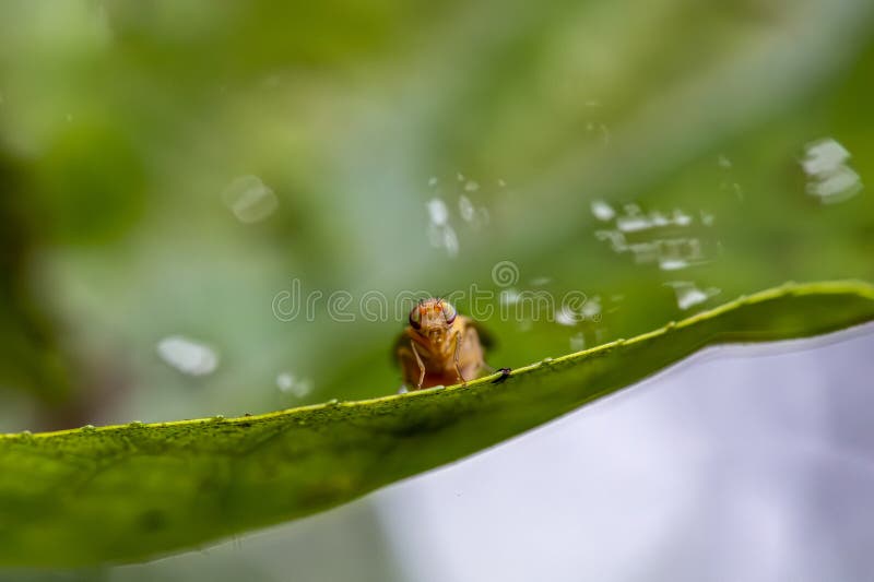 Tiny insect on a leaf stock photo. Image of invertebrate - 328623396