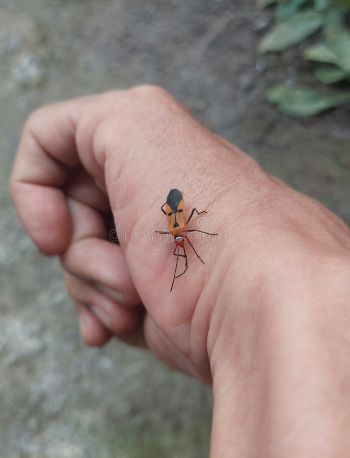Tiny Insect Relaxing on Human Hand Stock Photo - Image of astonishing ...