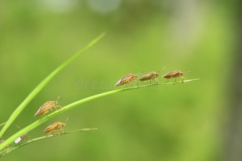 Tiny insects stock image. Image of cricket, beauty, close - 25946527