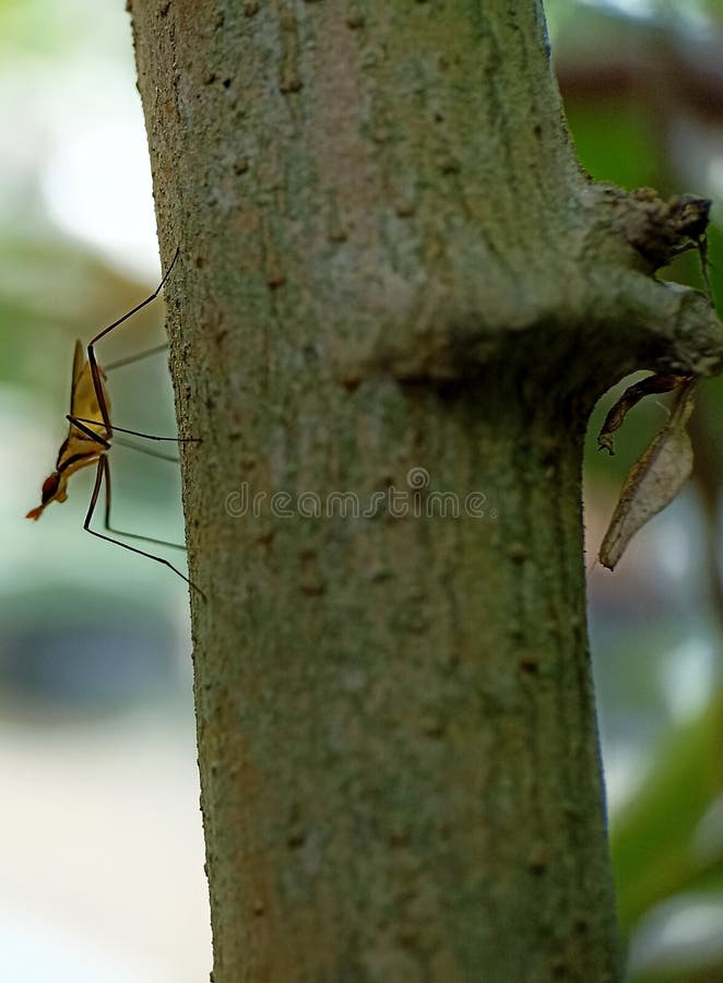 Tiny Insects Around the House Stock Photo - Image of wildlife, insect ...
