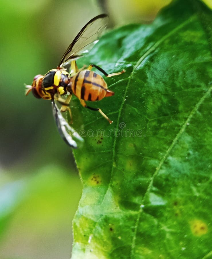 Tiny Insects Around the House, Lucilia Sericata, Lalat Botol Hijau ...