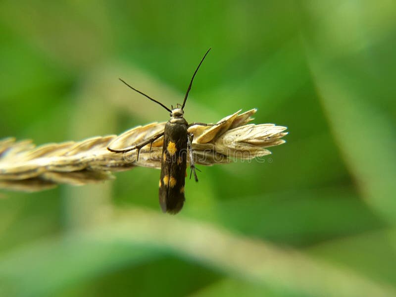 Tiny Insects on Grass in Ratchaburi, Thailand Stock Image - Image of ...