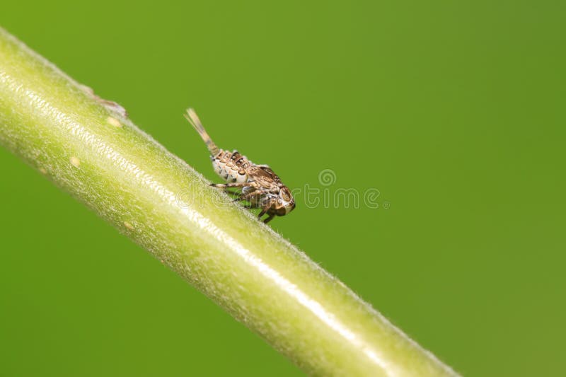 Tiny insects on plant stock image. Image of biology - 390144779