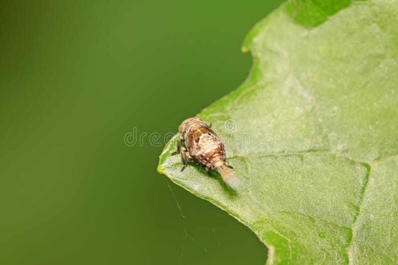 Tiny insects on plant stock photo. Image of wild, macro - 382557902