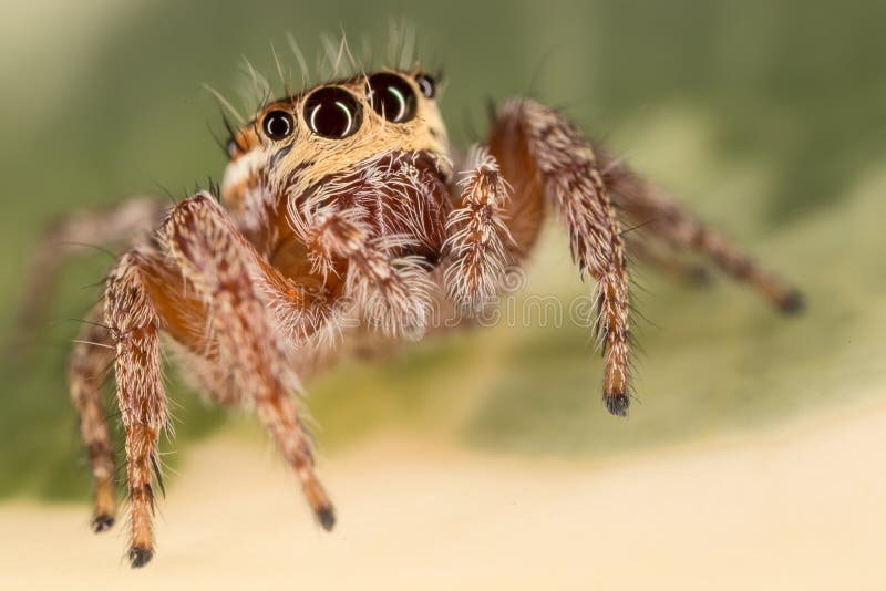 Tiny jumping spider stock photo. Image of jumping, tiny - 91016350