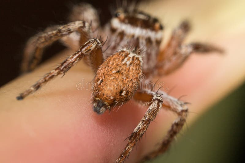 Spider, Red-back, Male and Female Relative Sizes Stock Photo - Image of ...