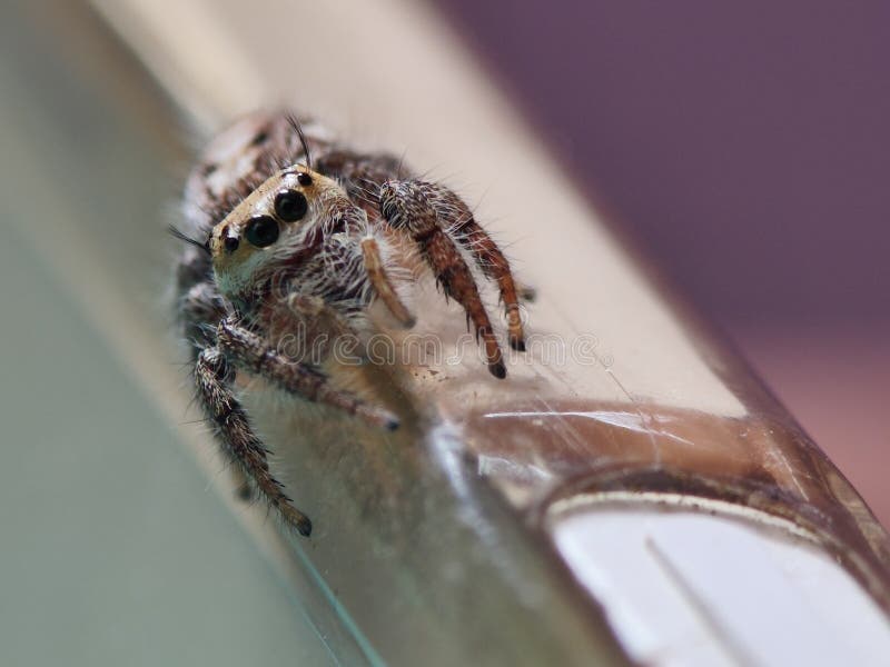 Tiny Jumping Spider with Big Eyes. Stock Photo - Image of pest, animal ...