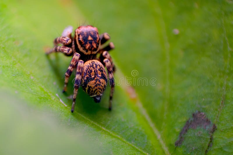 A Tiny Jumping Spider. Close - Up, Macro Photography Stock Image ...