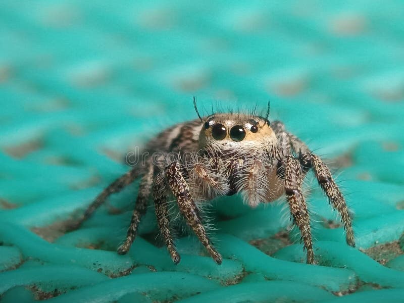 Tiny Jumping Spider Explores a Wall Inside a House, Captured in Crisp ...