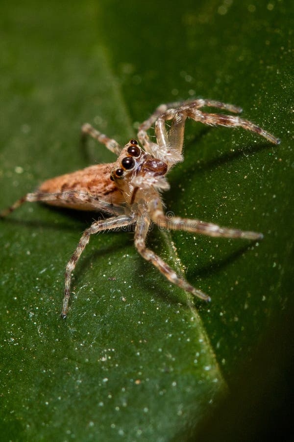 A Tiny Jumping Spider on a Garden Leaf Stock Photo - Image of closeup ...