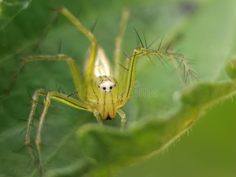 This Tiny Jumping Spider Has Large Forward-facing Eyes for Sharp Vision ...
