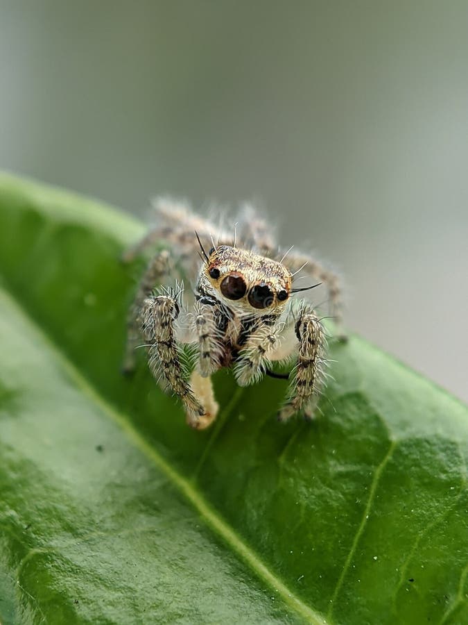 621 Vibrant Green Jumping Spider Stock Photos - Free & Royalty-Free ...