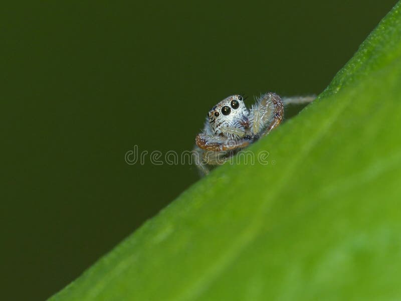 Tiny Jumping Spider Looking into the Camera Stock Photo - Image of bugs ...