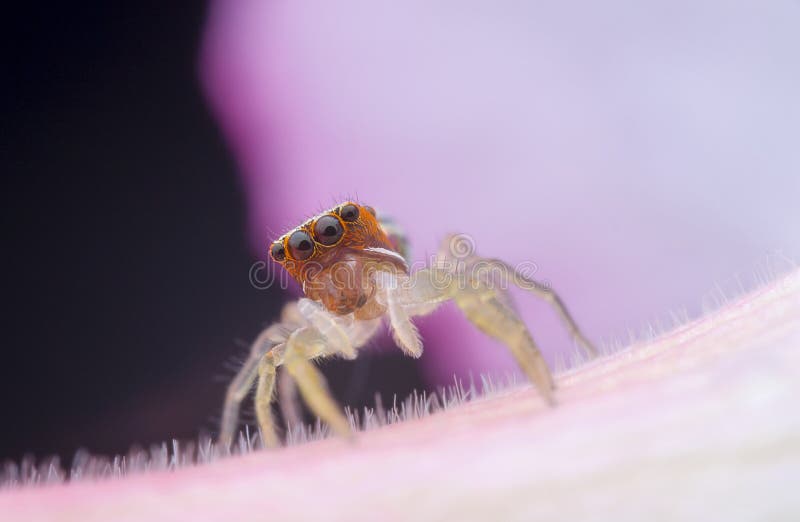A Tiny Jumping Spider. Close - Up, Macro Photography Stock Image ...
