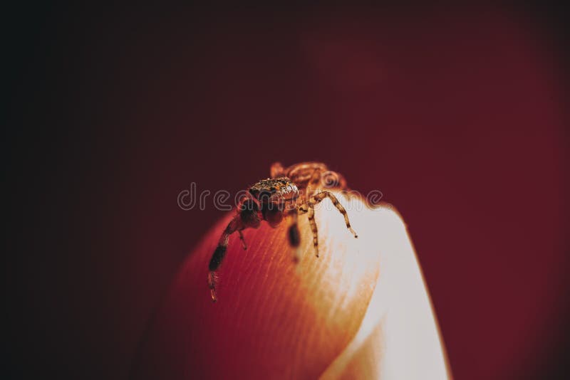 Tiny Spider Finger Stock Photos - Free & Royalty-Free Stock Photos from ...