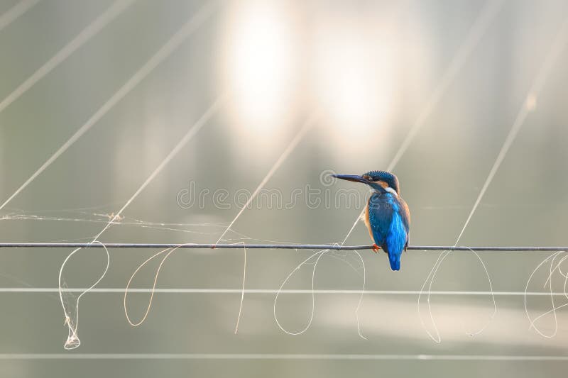 A Tiny Kingfisher Bird on a Fishing Net Stock Photo - Image of beak ...