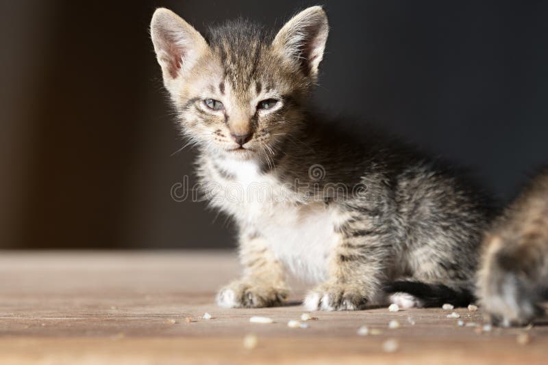 Tiny Kitten Looking at Camera Stock Image - Image of portrait, close ...