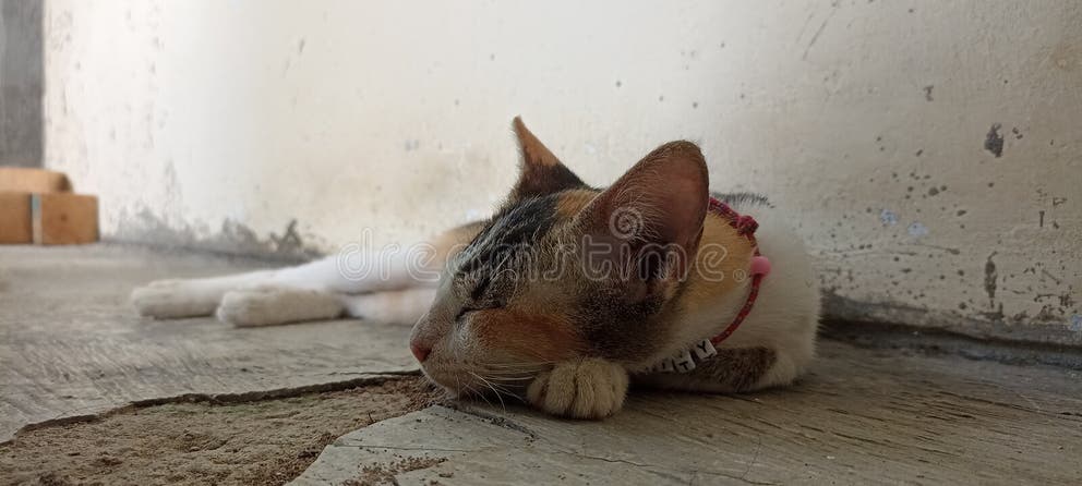 2,395 Take Picture Tiny Stock Photos - Free & Royalty-Free Stock Photos ...