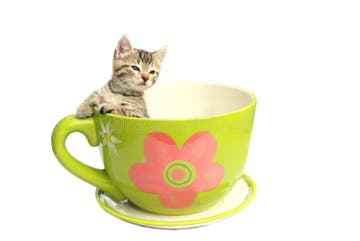 Tiny kitten in tea cup stock image. Image of mammal, white - 3080167