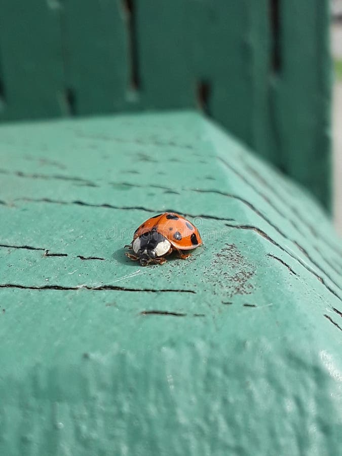 Tiny lady bug stock image. Image of post, little, lady - 117001867
