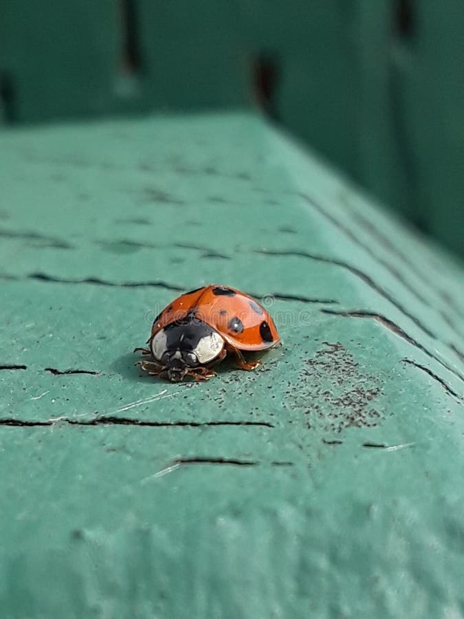 Tiny lady bug stock image. Image of post, little, lady - 117001867