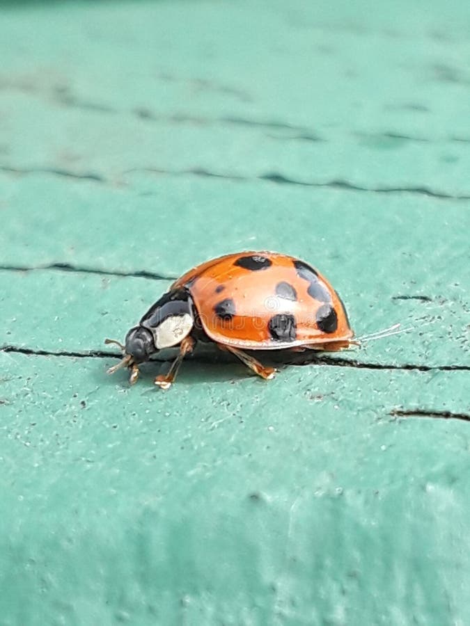 Tiny lady bug stock image. Image of post, little, lady - 117001867