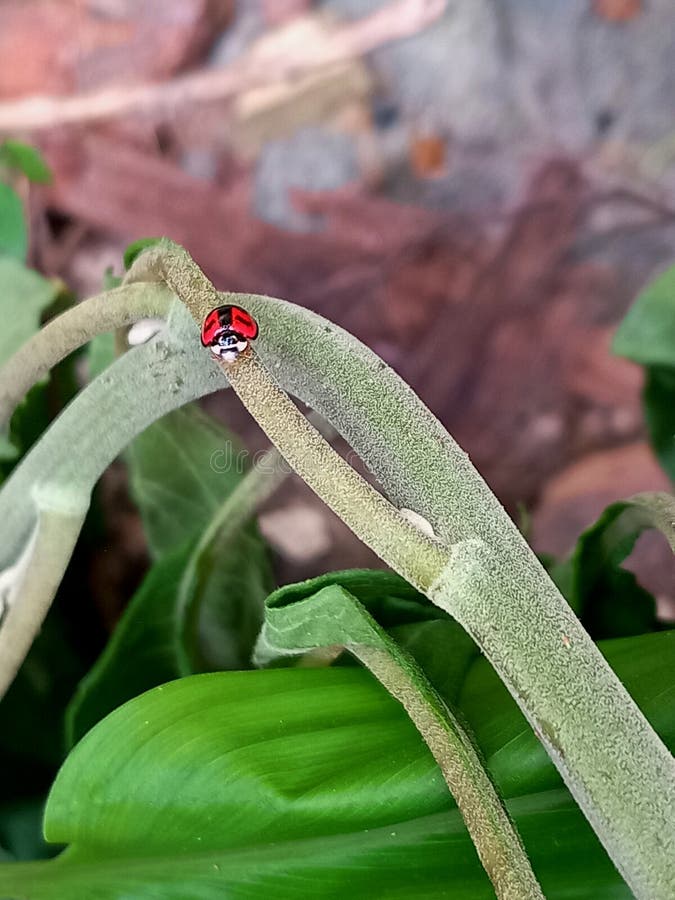 Tiny Ladybug Beauty Fits in a Red Dot Stock Photo - Image of arthropod ...