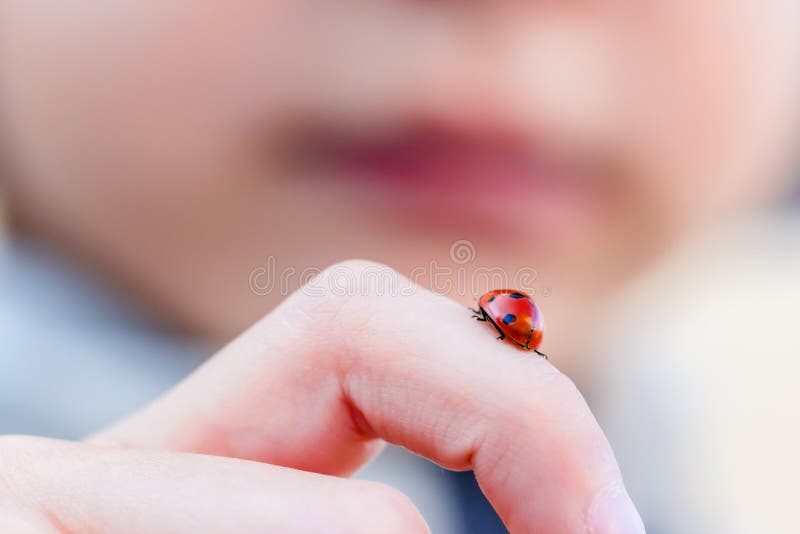 Ladybug on finger stock image. Image of grass, dots, close - 52743569