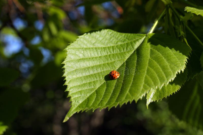 Tiny Ladybug on Fresh Young Green Leaf Outdoors, Closeup Stock Image ...