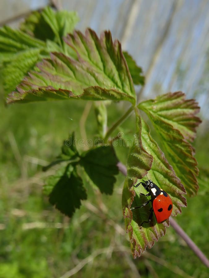 Tiny ladybug on green leaf stock photo. Image of beetle - 250949946