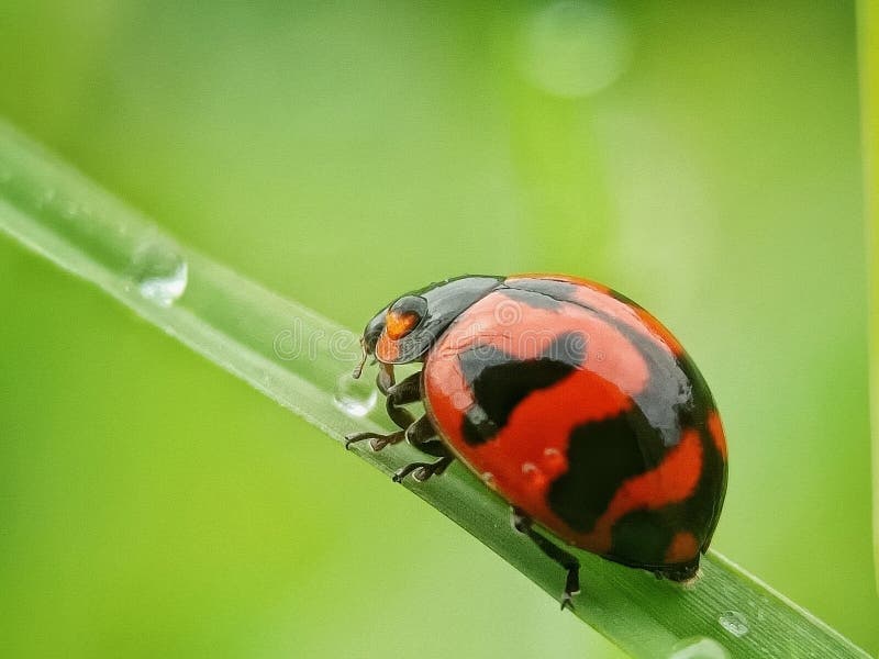 Ladybug on a Blade of Grass in the Summer Stock Image - Image of insect ...