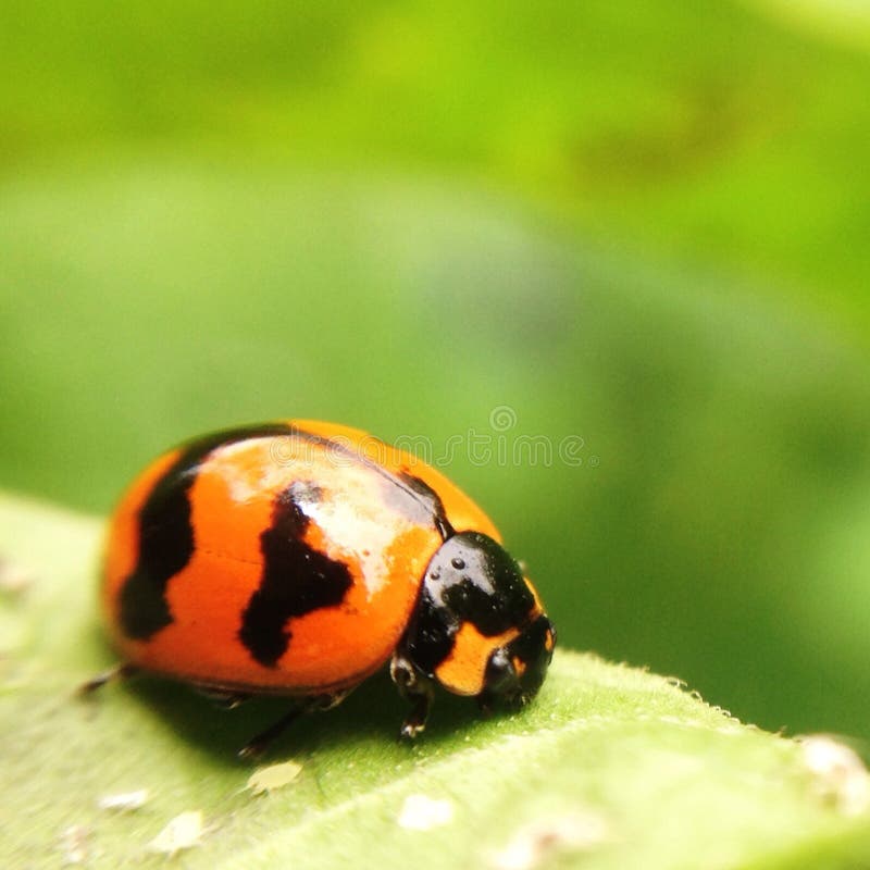 Tiny ladybug stock photo. Image of green, leaf, wings - 57565536