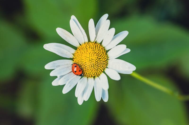 A Tiny Ladybug Resting on a Delicate Daisy in the Summer Sun Stock ...