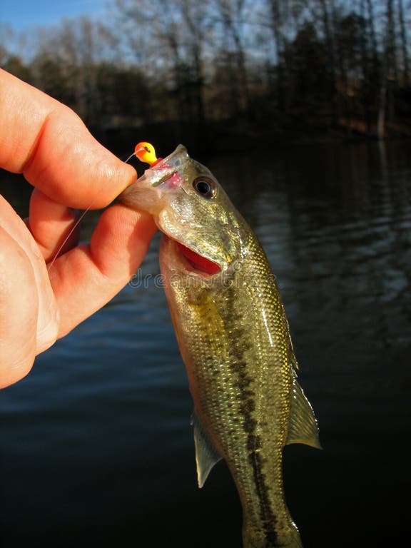 Tiny Largemouth Bass stock image. Image of chartreuse, tiny - 559103