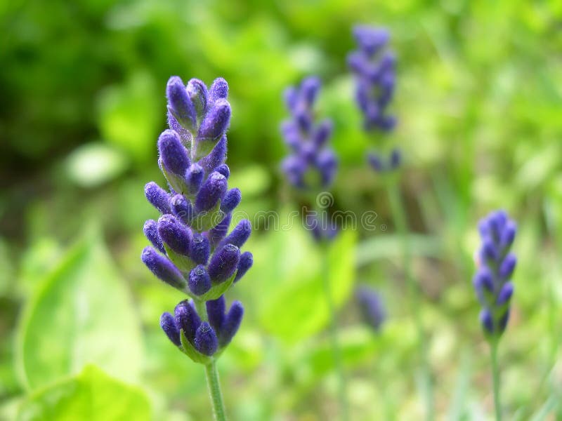 Tiny lavender stock photo. Image of relaxing, scent, aromatic - 181446