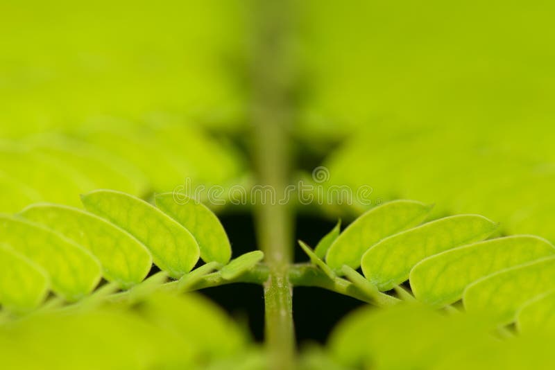 Tiny leaves stock image. Image of beautiful, forest, freshness - 28881571