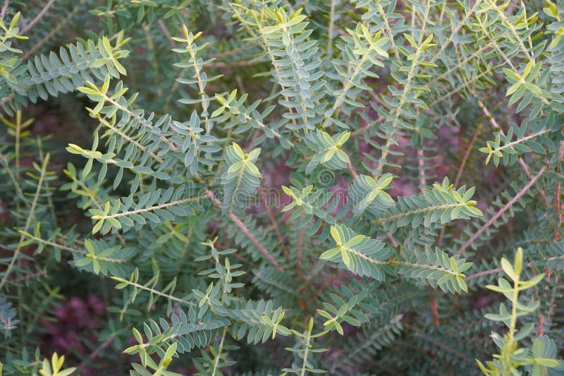 Tiny Leaves of Egg and Bacon-Plant with Scientific Name Eutaxia ...