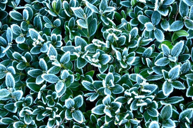 Tiny Leaves Frost Edges Stock Photos - Free & Royalty-Free Stock Photos ...