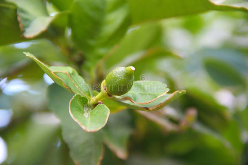 Tiny lemon stock photo. Image of nature, wild, animals - 139874682