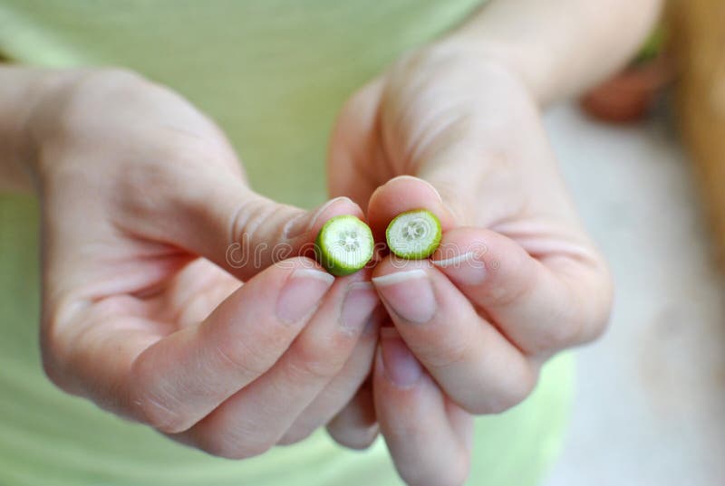 Tiny Lemon stock image. Image of evergreen, life, acid - 39691523